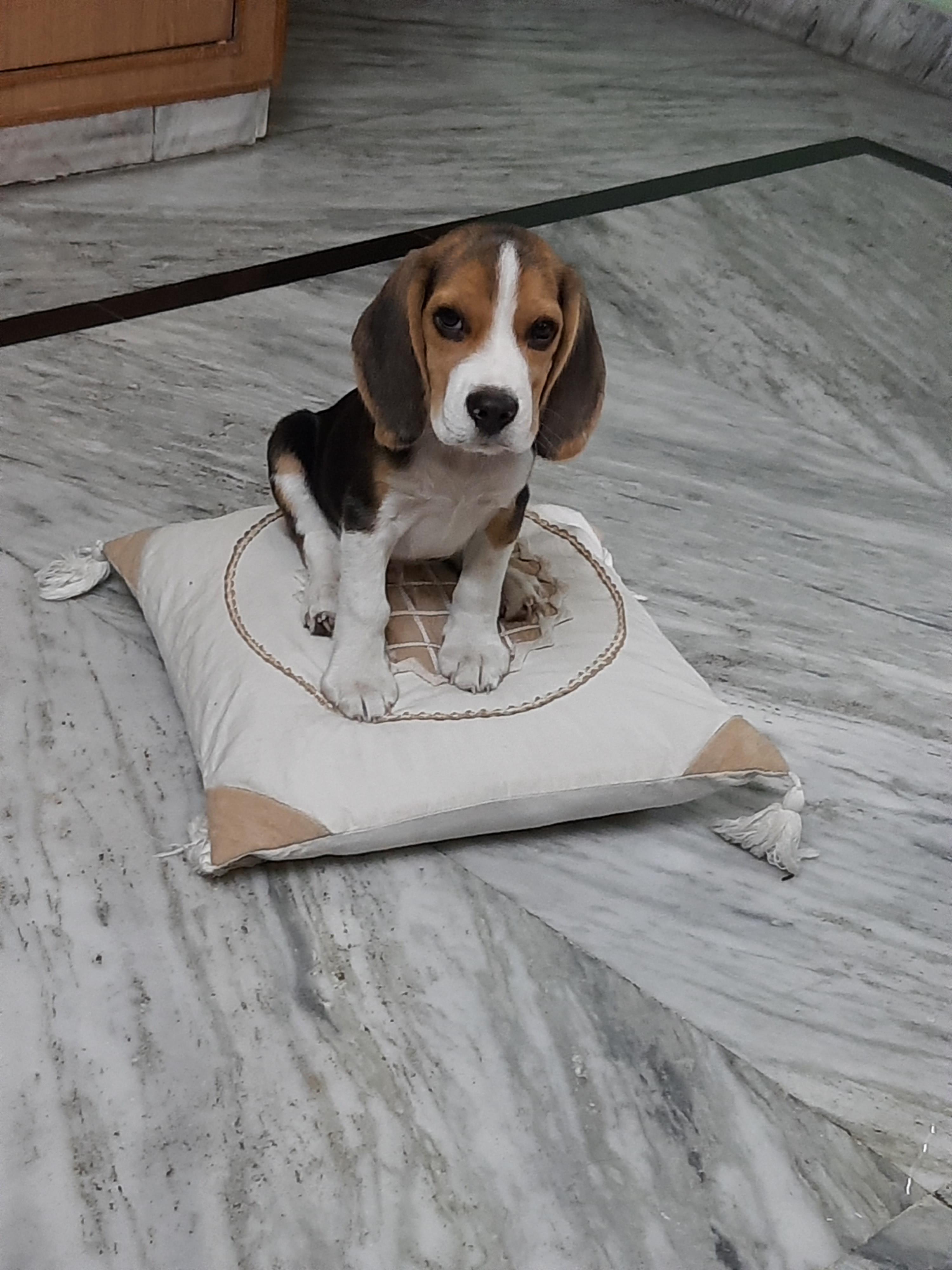 Your majesty | Scrolller