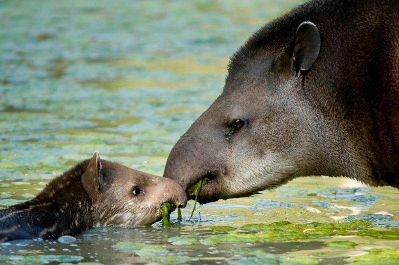 Yum, algae. | Scrolller
