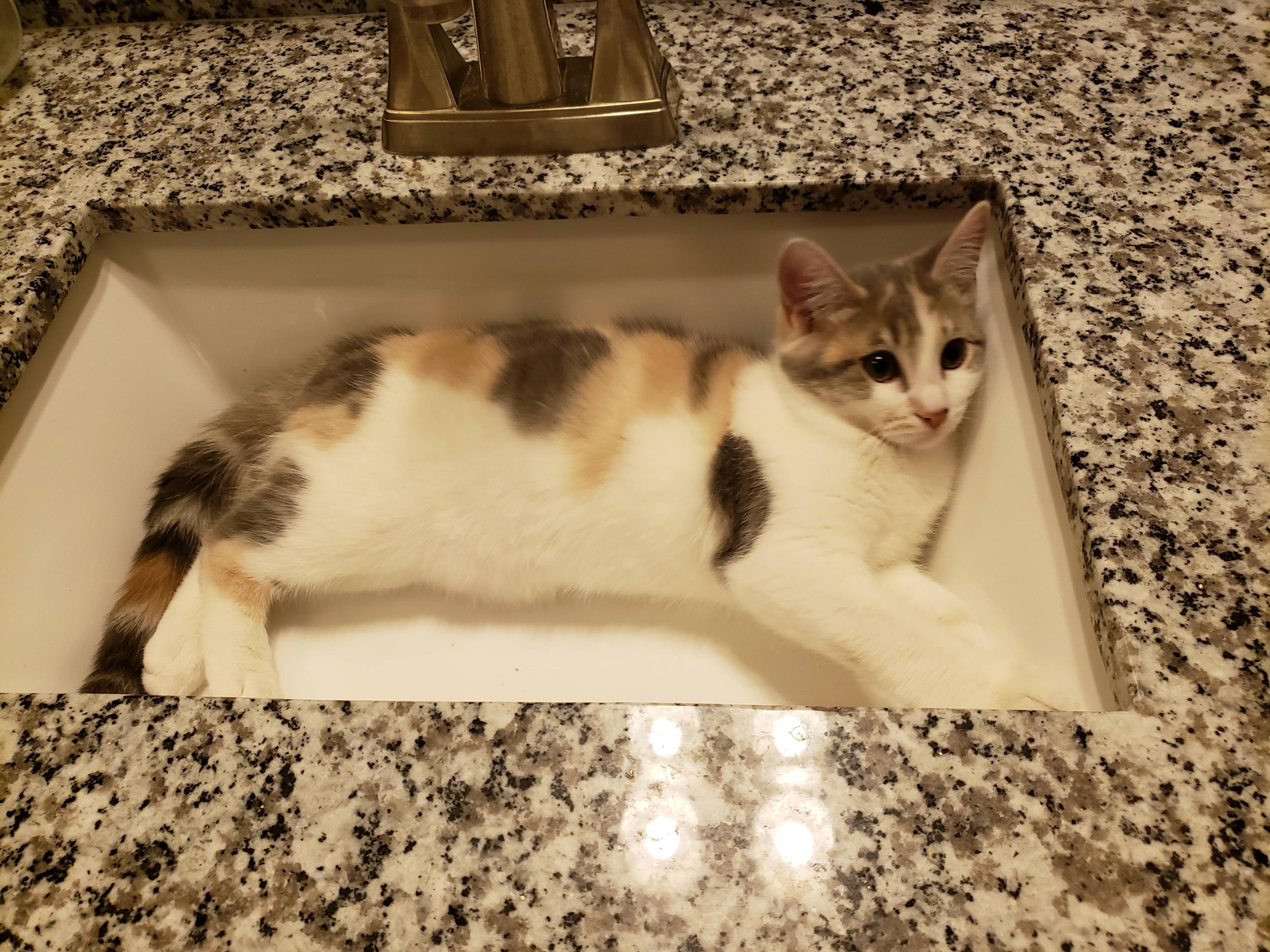 Yup.. cats are liquid. My kitten sink. | Scrolller