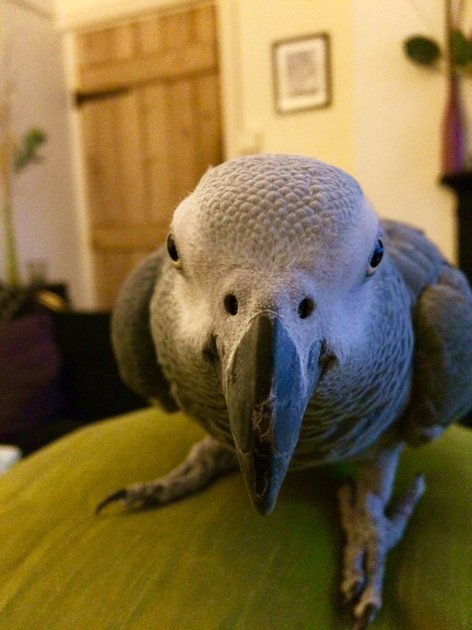 Zari doing her impression of a T-Rex | Scrolller