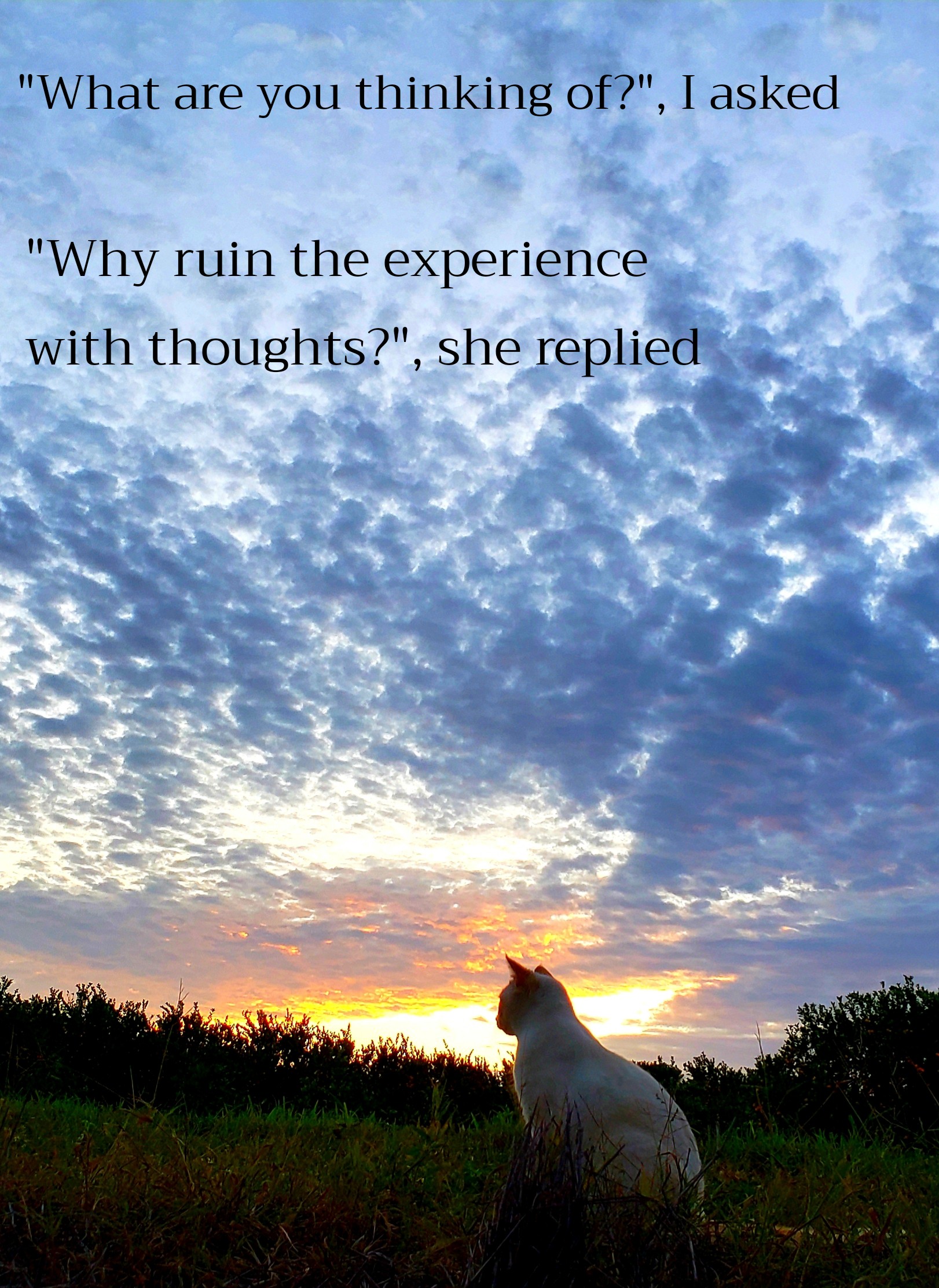 Zen of Syn | Scrolller