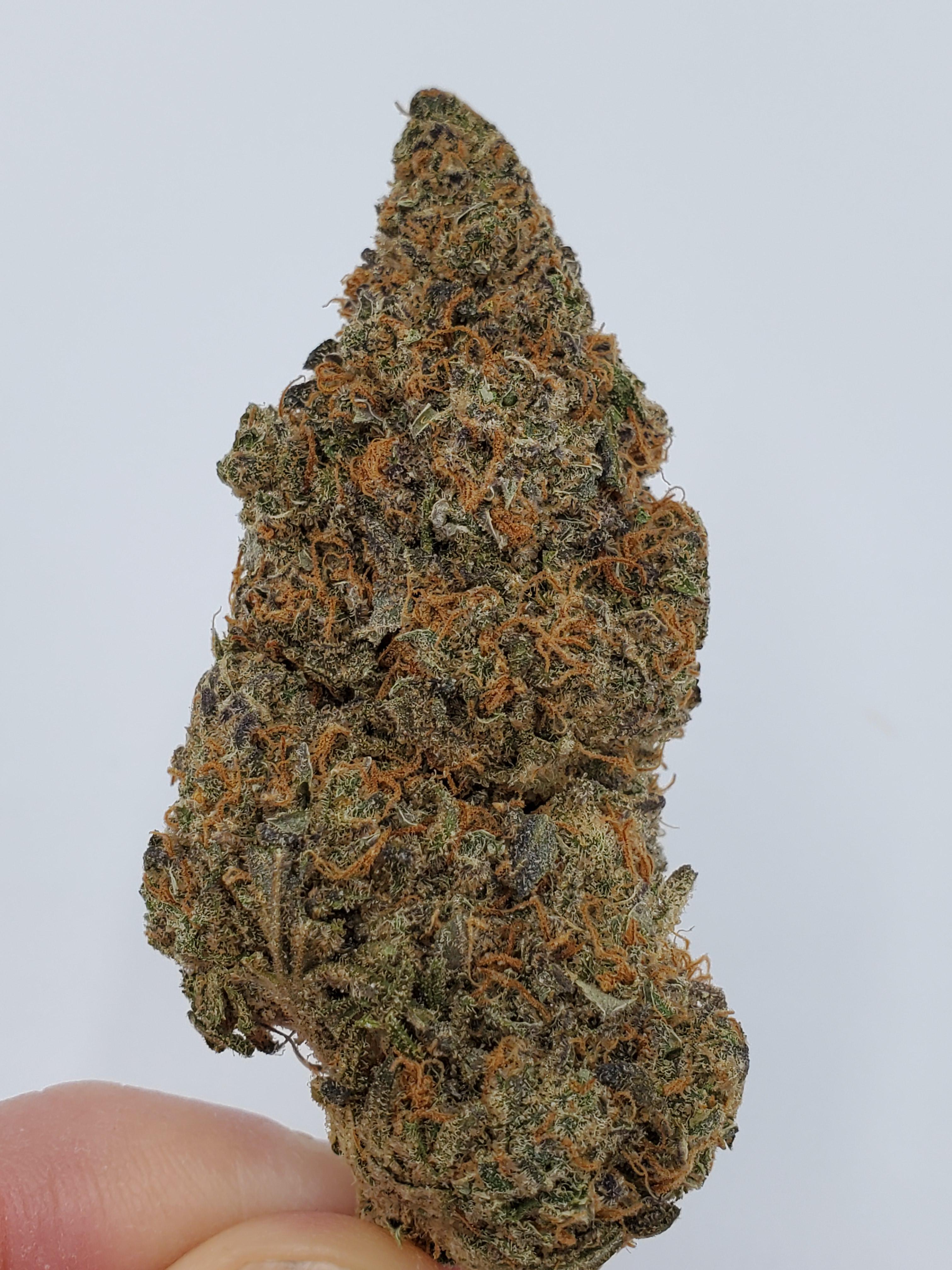 Zombie Kush | Scrolller