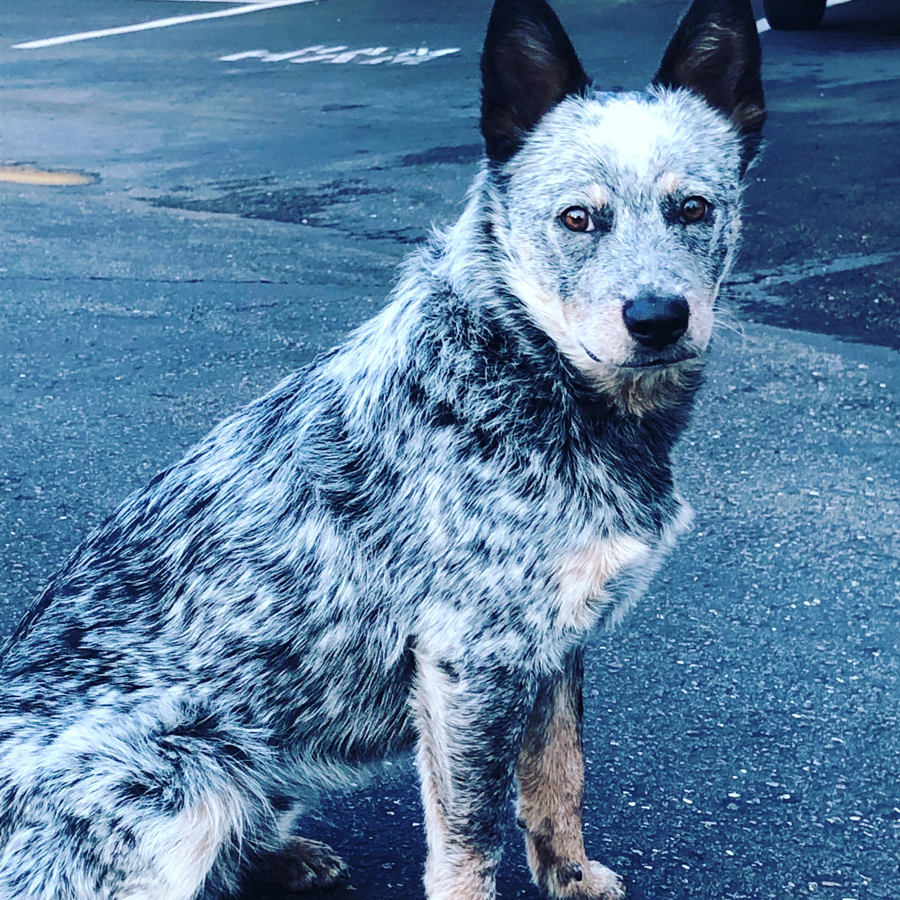 Zoo-lan-ders Blue Steel pose. | Scrolller