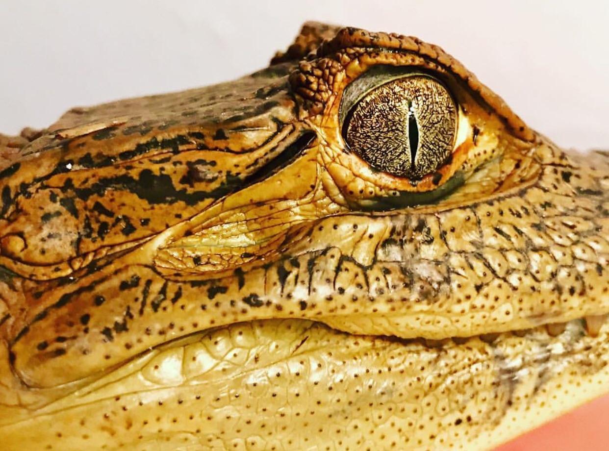 Zoomed in of a spectacled Caiman | Scrolller