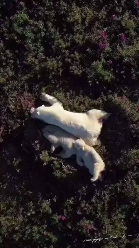 🔥 Beautiful moments of a Mama Polar Bear with her Cubs in the ...