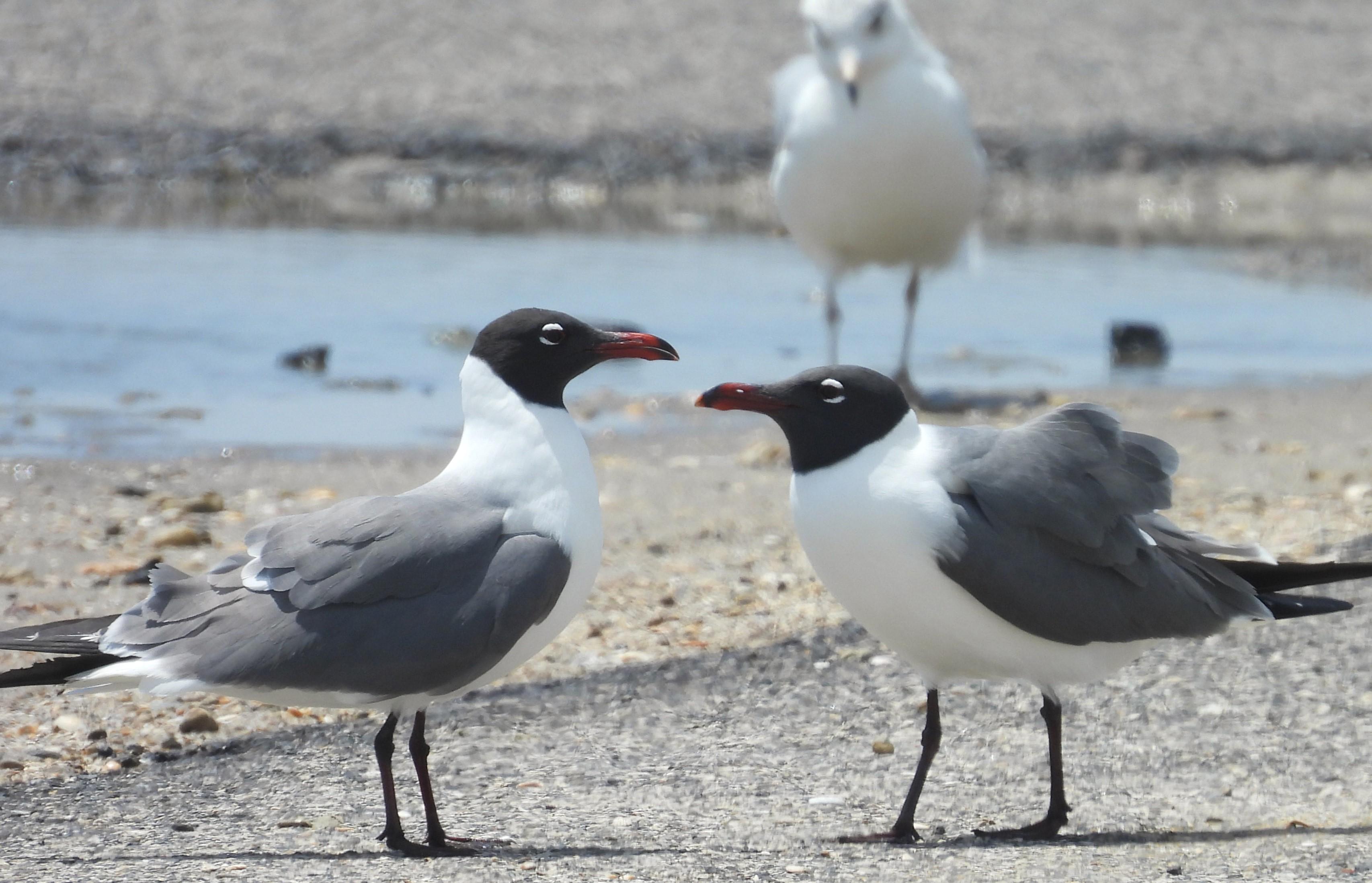Discover more like DivorcedBirds: "My wife will never find us here ...