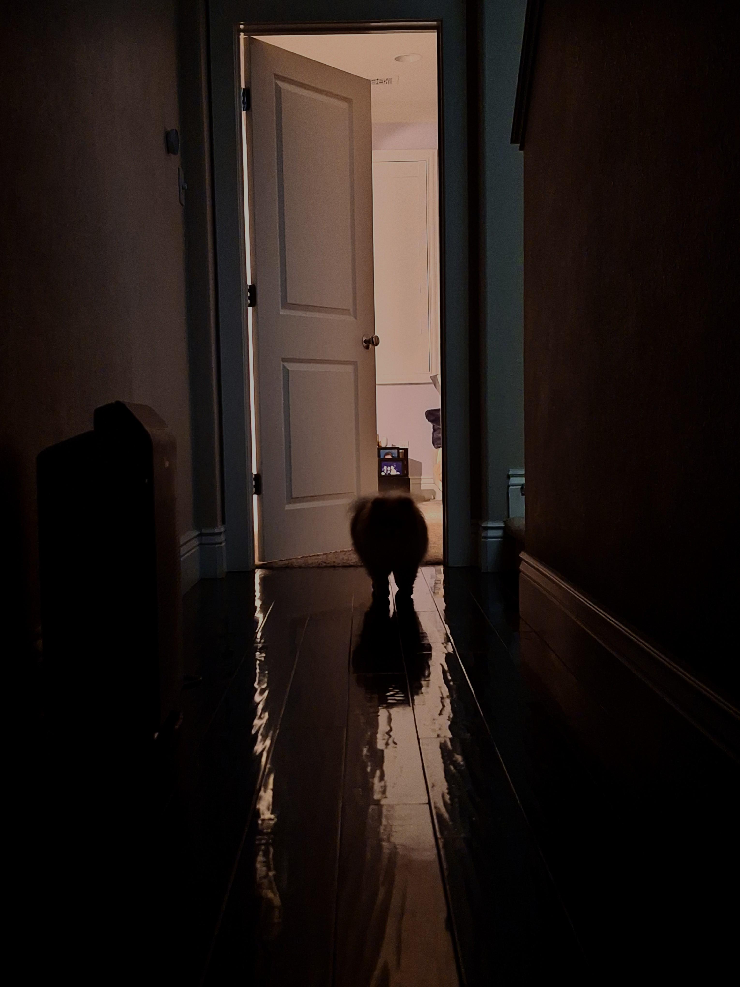 Discover more like AnimalsBeingDerps: (OC) IM SCARED and Related Content | Scrolller