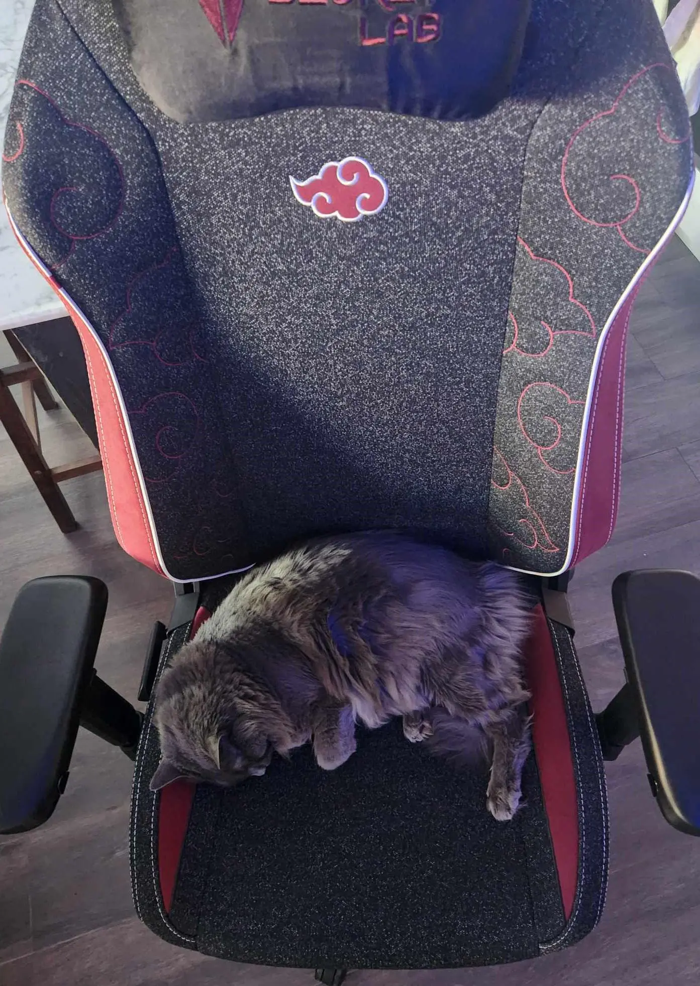 #Secretlab Grimalkin enjoying his expensive new cat bed | Scrolller