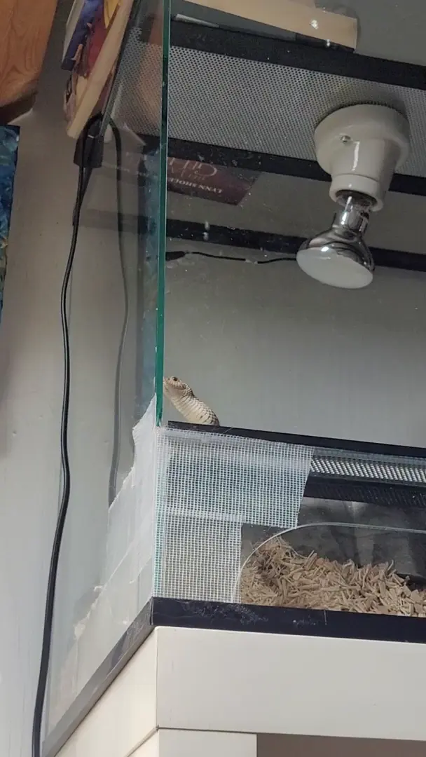 Discover more like Hognose: 🎵 spider snake, spider snake 🐍 and Related Content | Scrolller