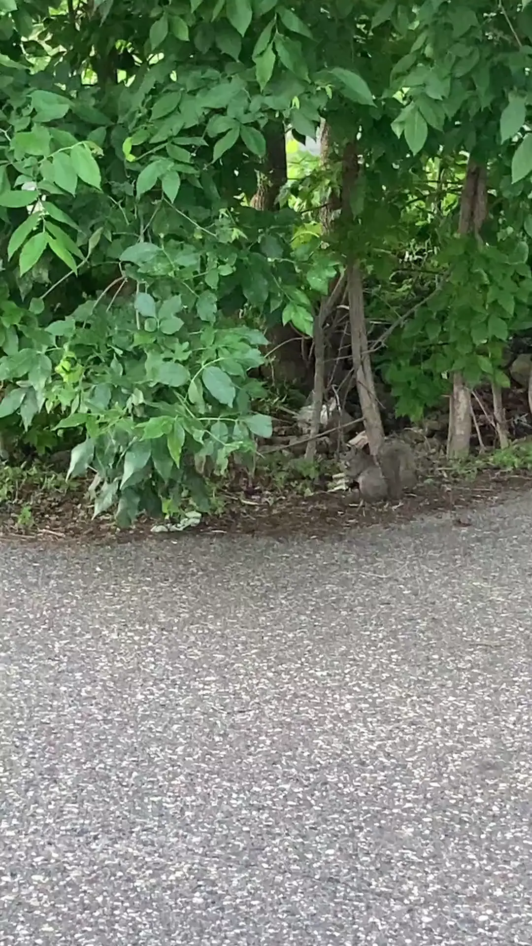 🔥 Squirrel munching on spinal cord | Scrolller