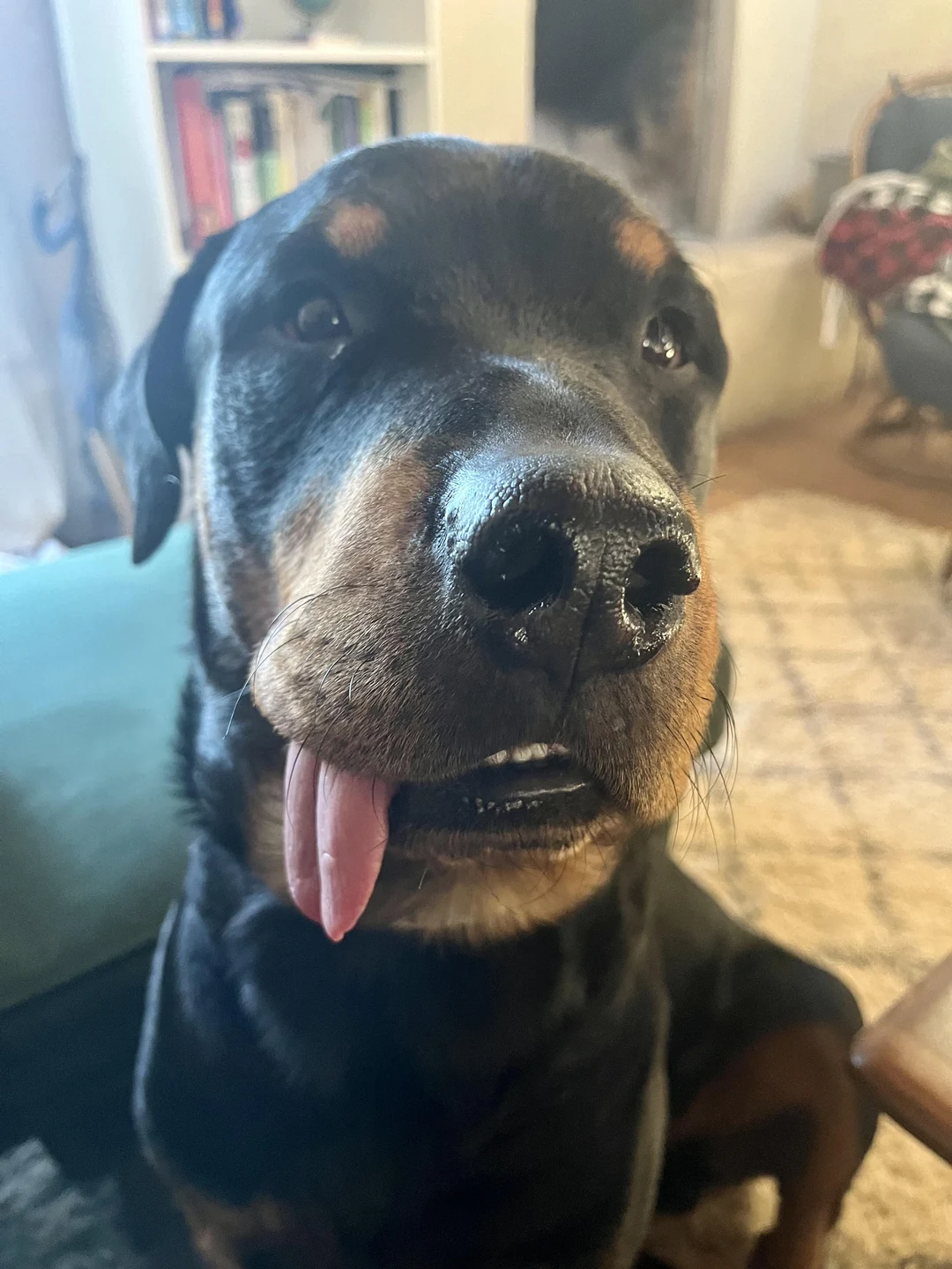 Mah derp minus the snaggle tooth-looking bone. I live in the desert, so tips and tricks for ...