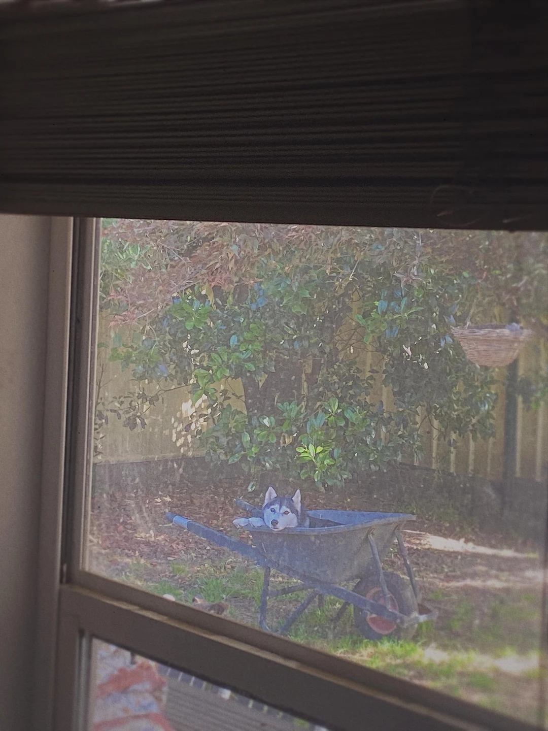 Wheelbarrow naps | Scrolller