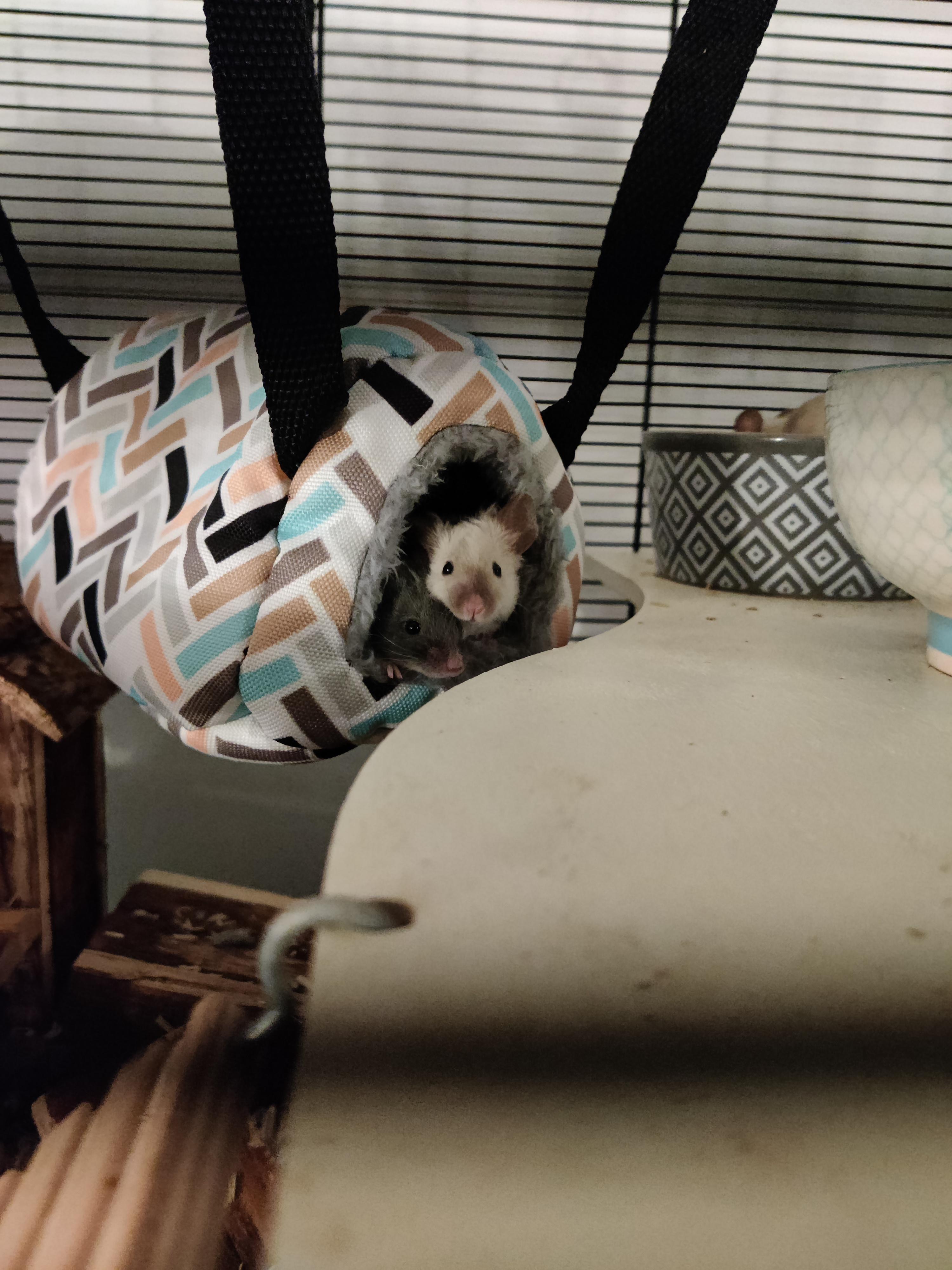 I opened the upstairs door and immediately had two mice watching my every move | Scrolller