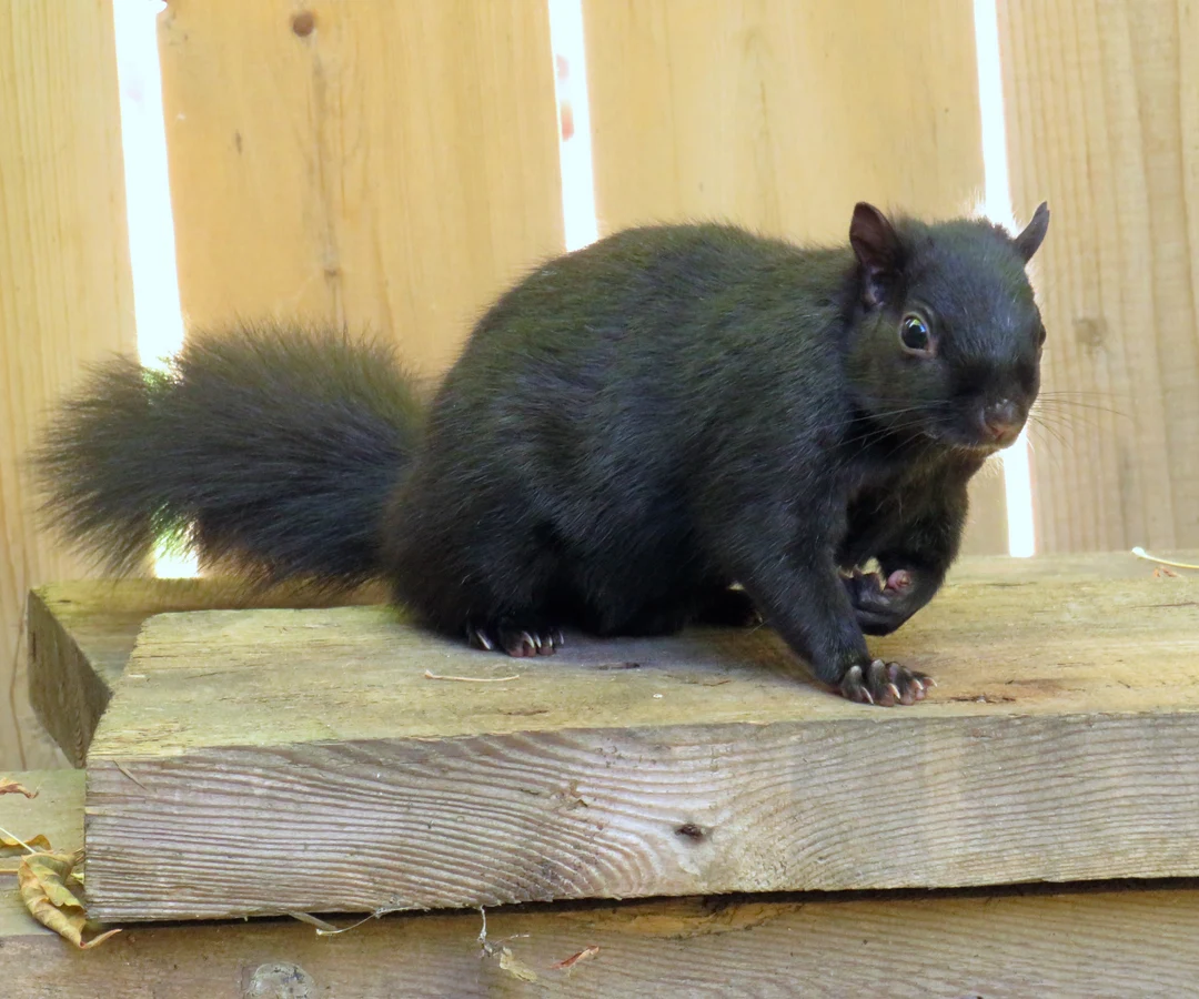 Winter coats are coming, they all look so clean and fluffy now. | Scrolller