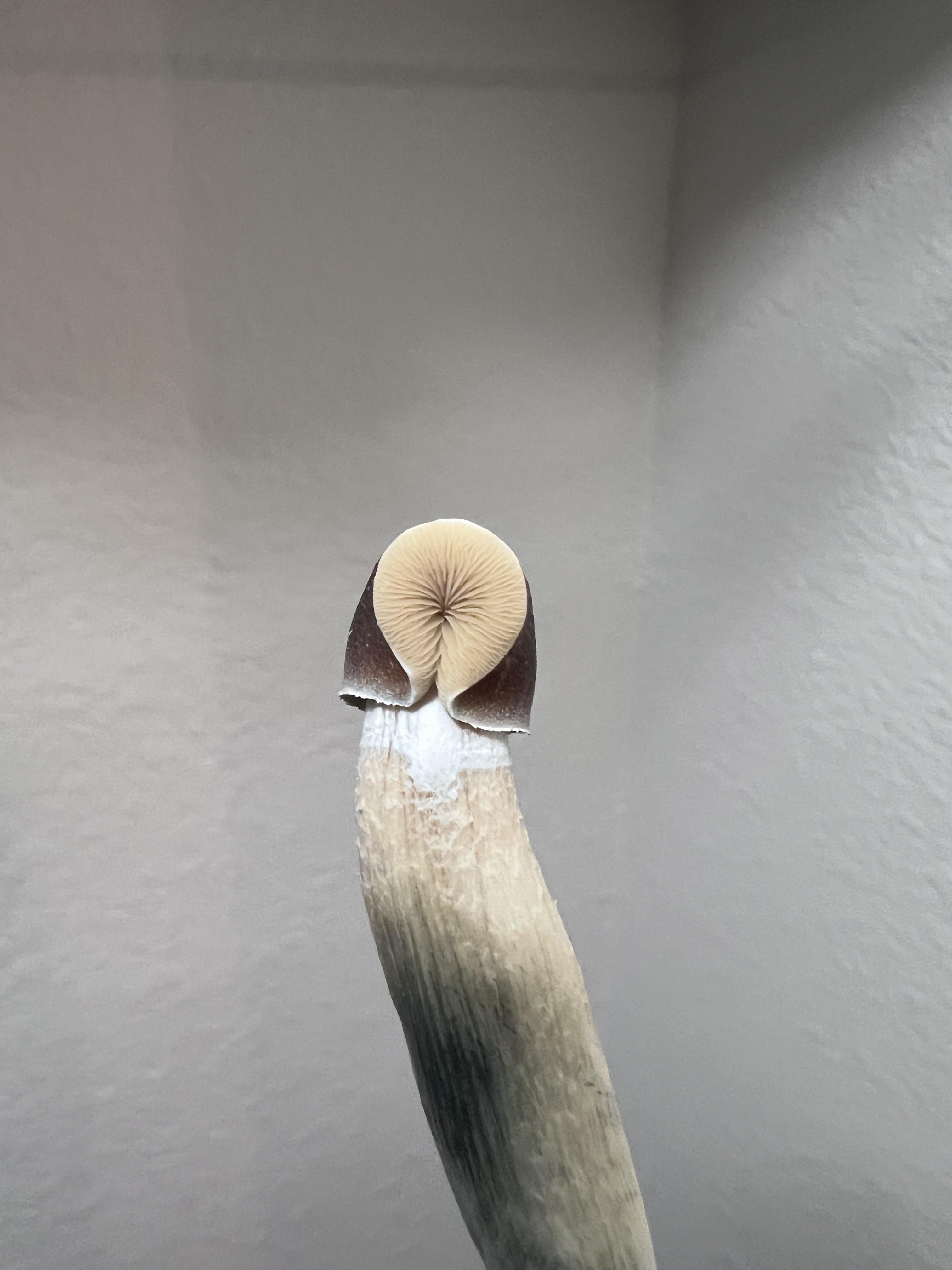 Tight butthole | Scrolller