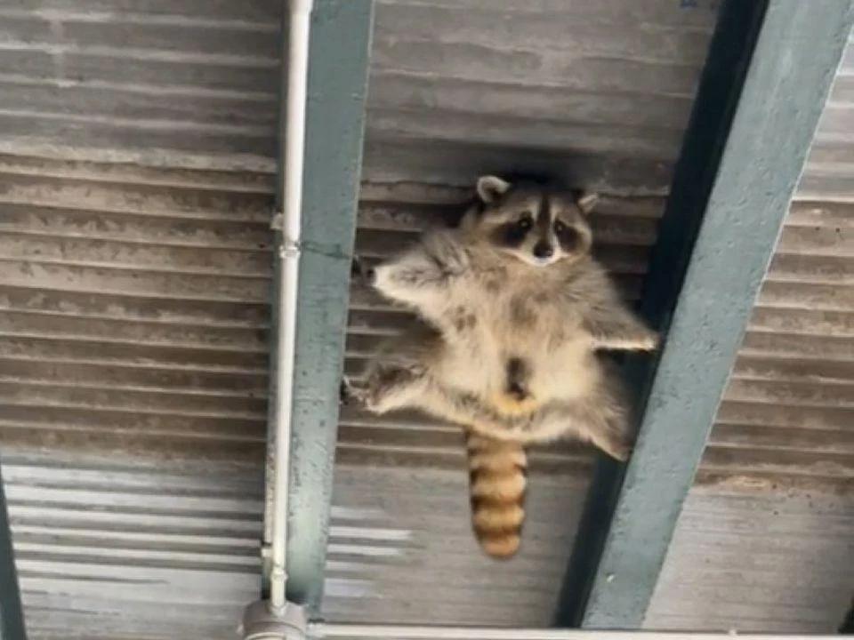 Mission impossible... | Scrolller