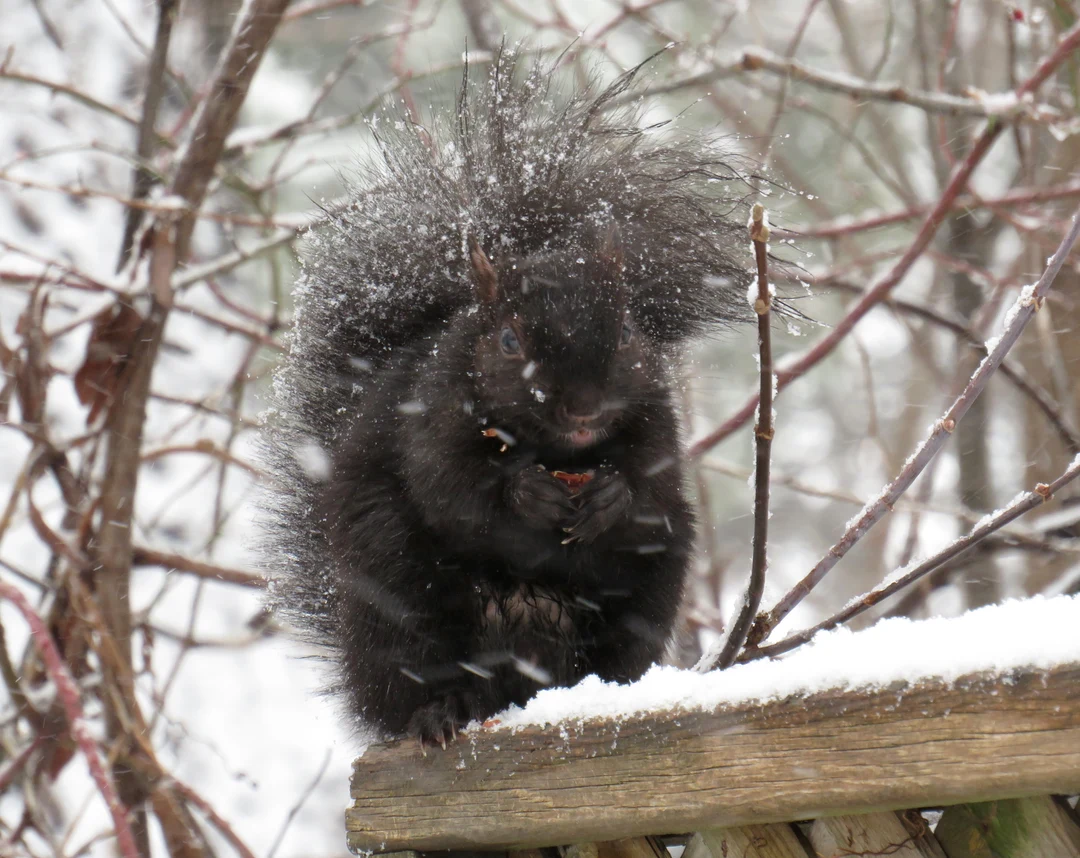 Grumpy snowstorm boy. | Scrolller