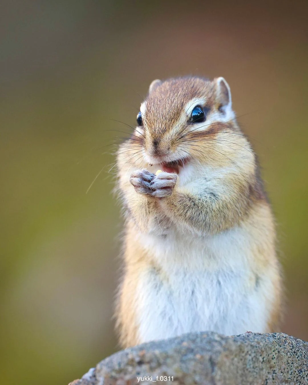 Discover more like Squirrels: cute baby...... and Related Content | Scrolller