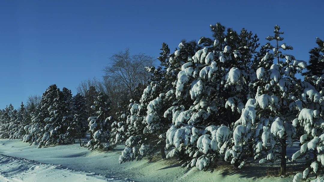 Frosted Trees in Bismarck, ND. (OC)(3840x2160) | Scrolller