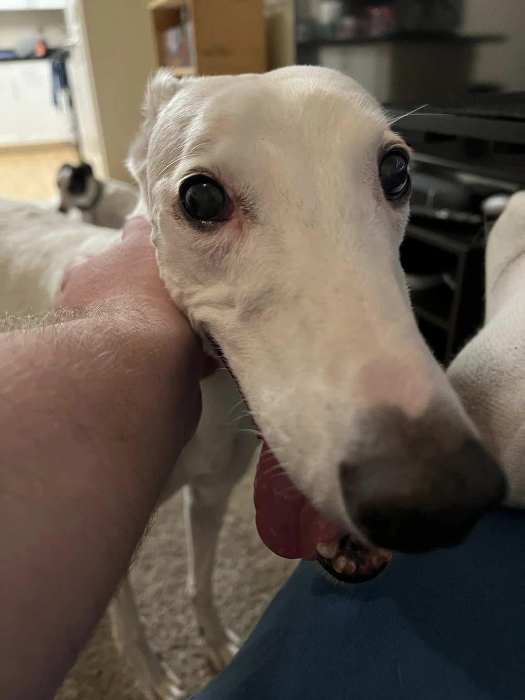 A modest showing for this ToT | Scrolller