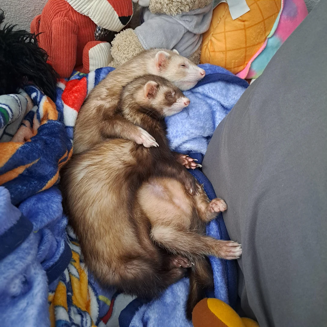 Ferret Escapes Through Doggy Door | Scrolller