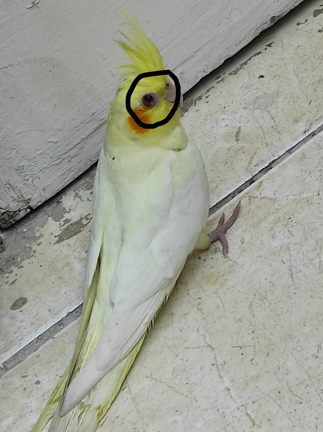 Is she sick?? | Scrolller