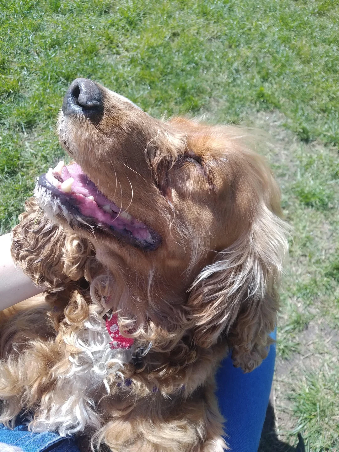 my cocker smiling happy | Scrolller