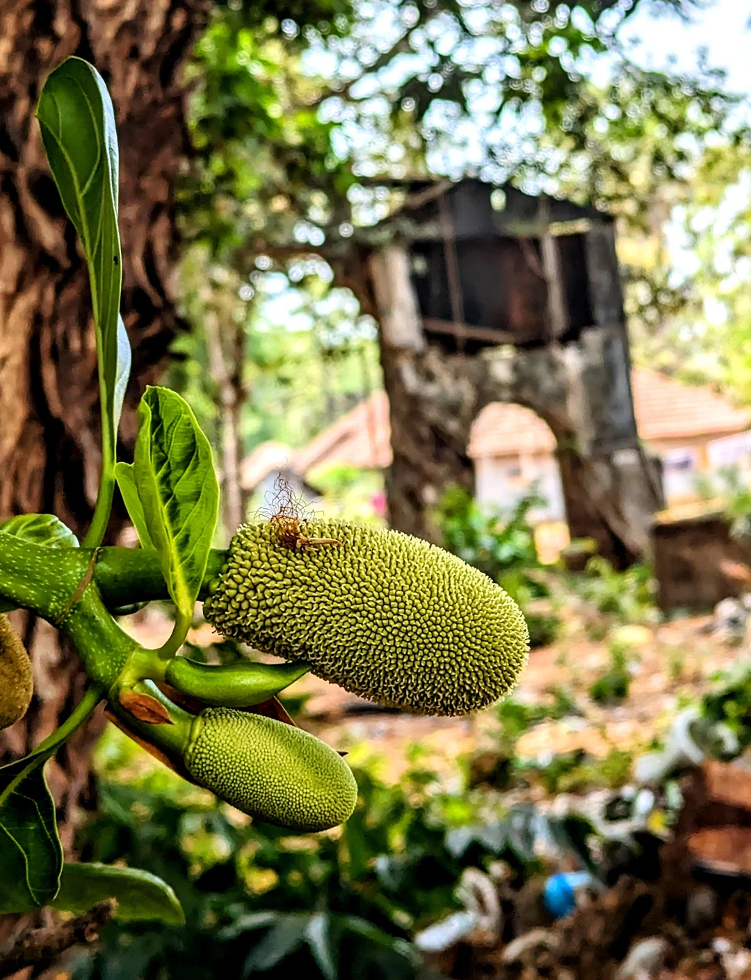 Tiny Jackfruit (OC) | Scrolller