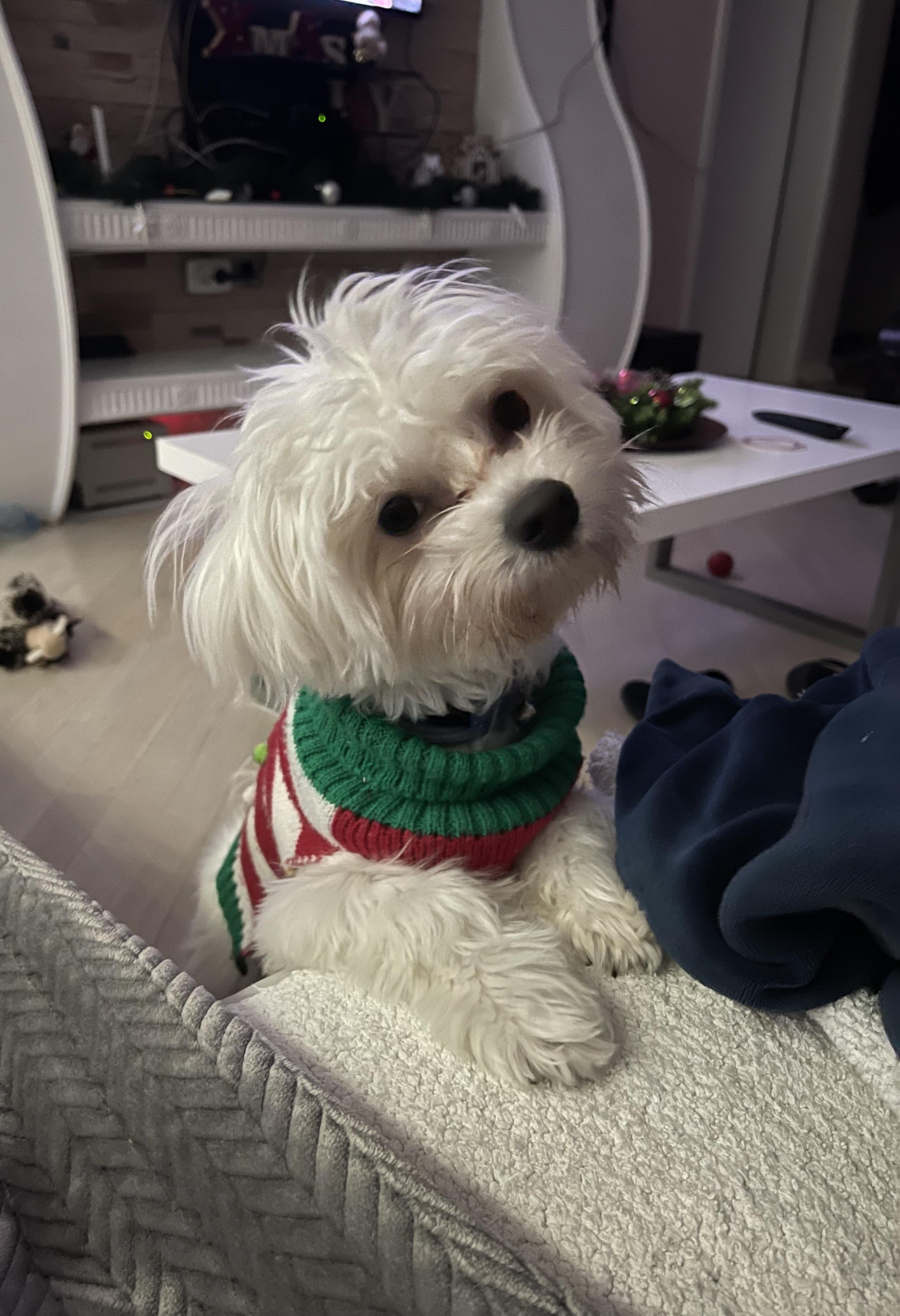 Archie the cutie💓 | Scrolller