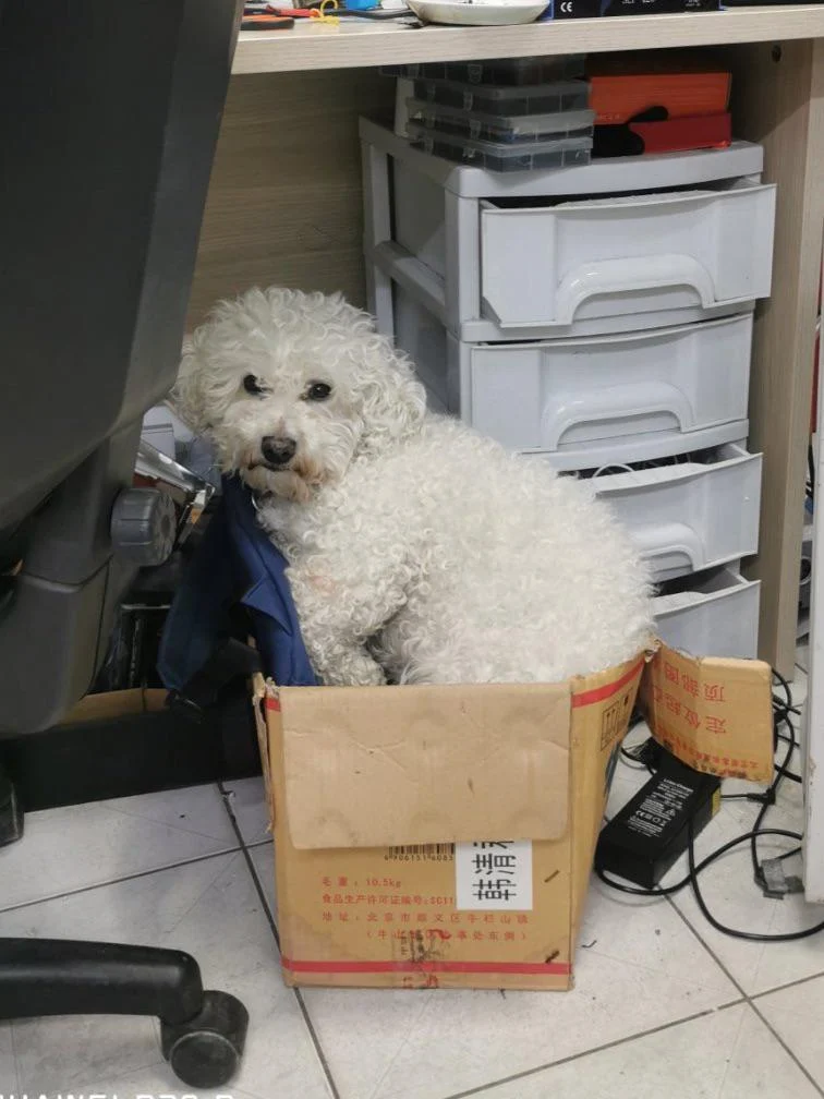 Discover more like Cute: Doggo in a box and Related Content | Scrolller