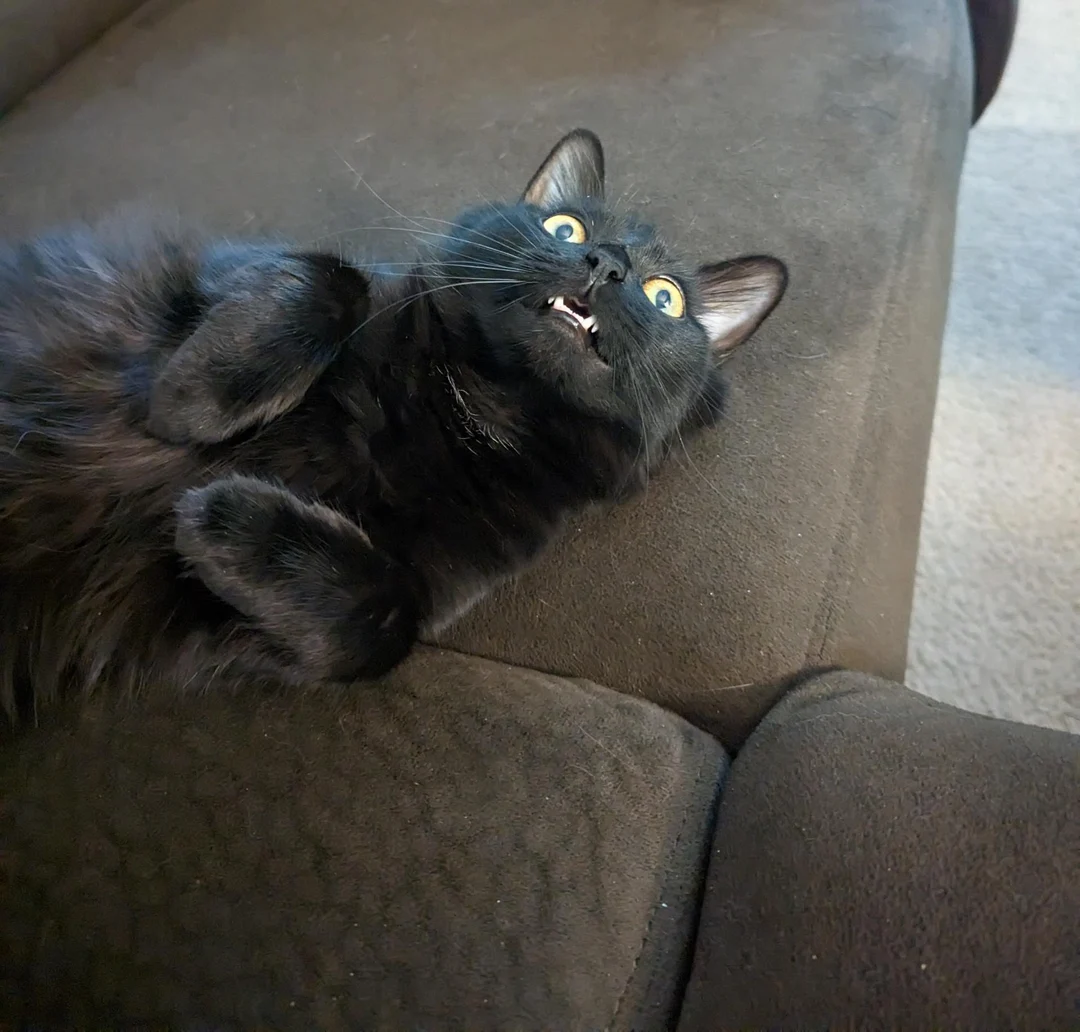 bean's best derp face | Scrolller