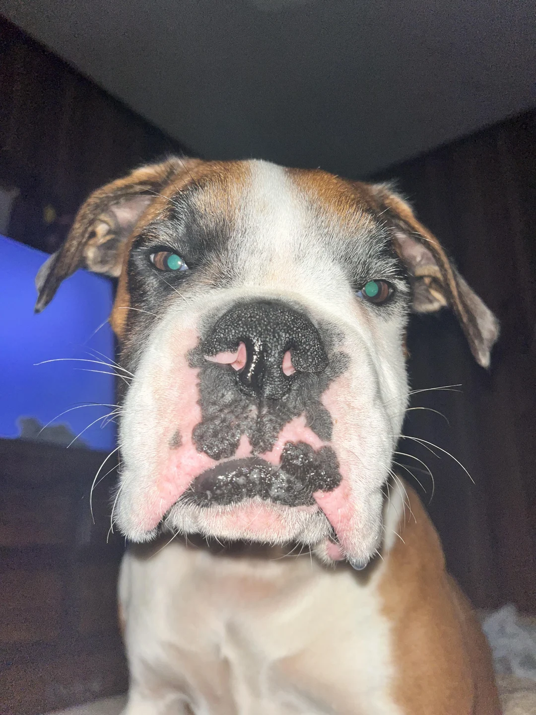 Copperhead VS Dekklynn… my sweet girl FAFO’d ! | Scrolller