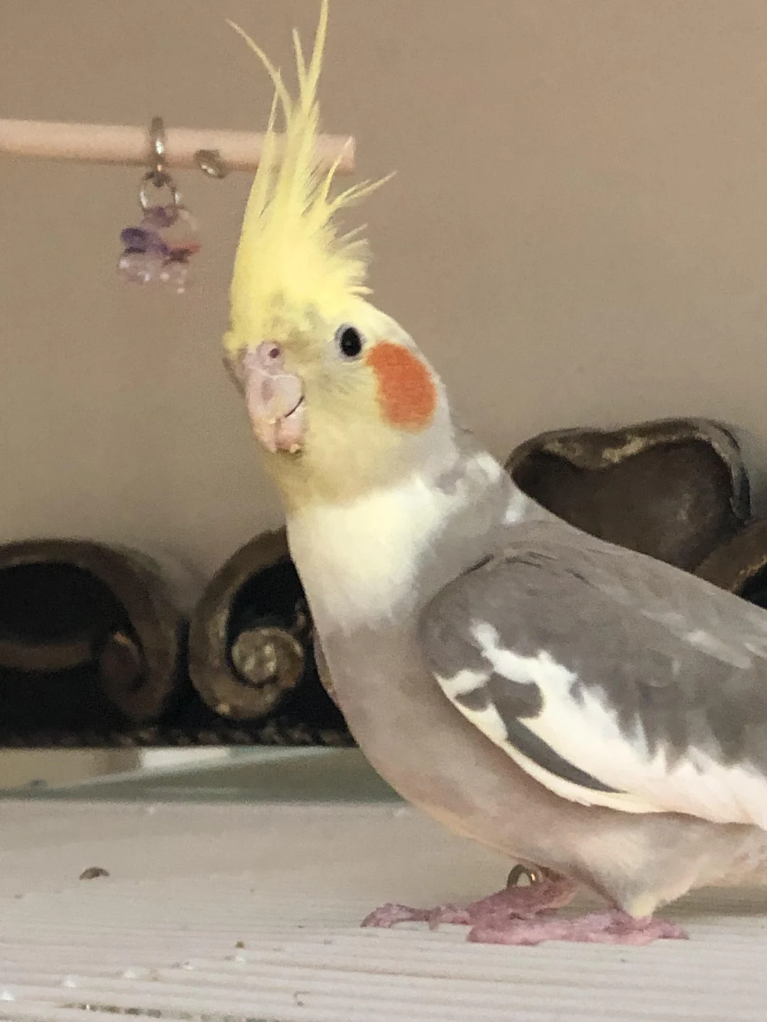 Serena being a derp after stealing my eggs | Scrolller