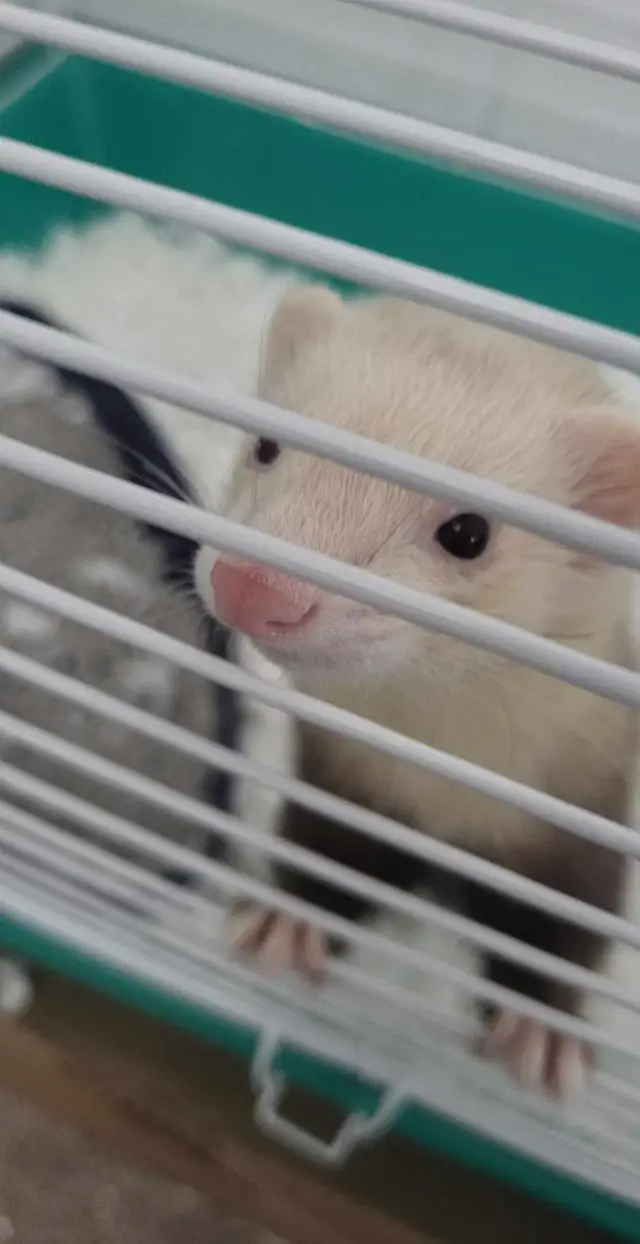 First Time Ferret Owner | Scrolller