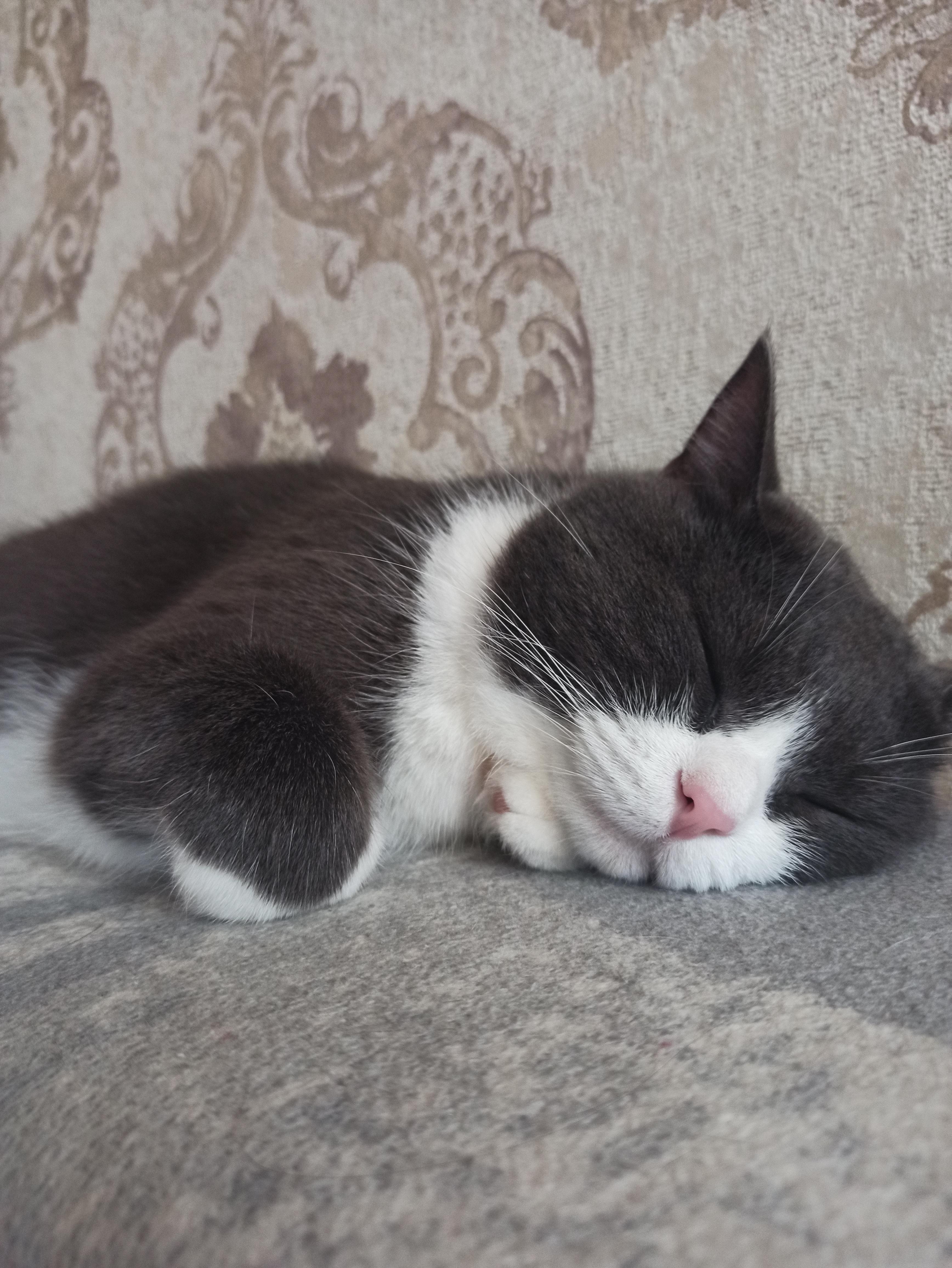 (OC) It is so cute. Chong. | Scrolller