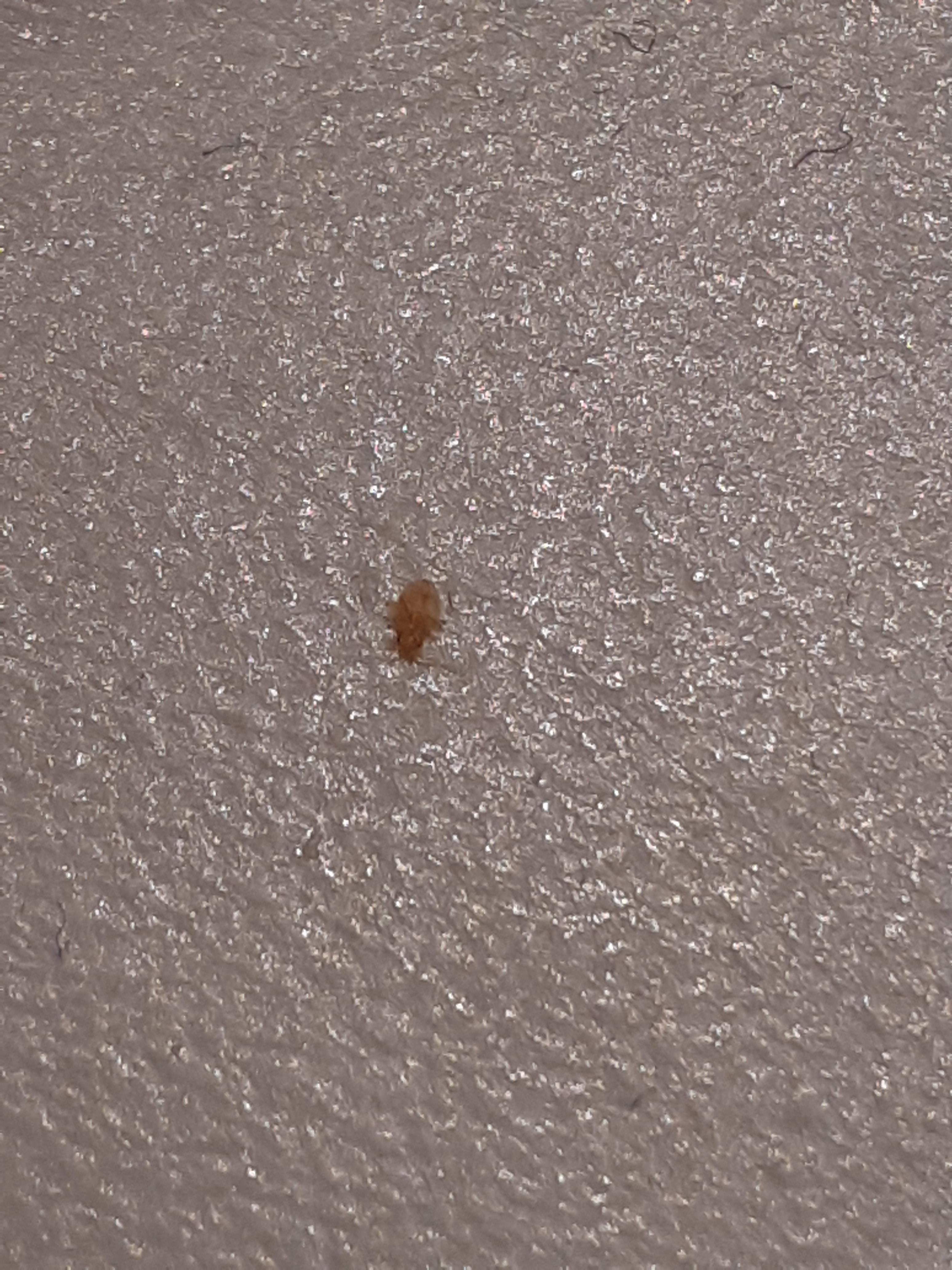 Is this a bed bug? | Scrolller