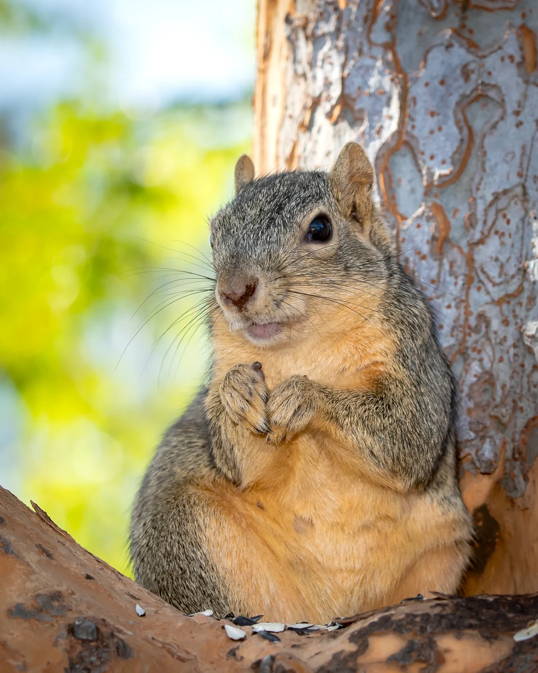 Boy Squirrel waiting for more seeds | Scrolller