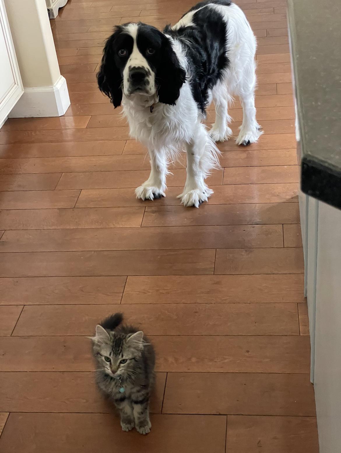 (OC) My springer is concerned about his new roommate. Meet Dolly Purrton. | Scrolller