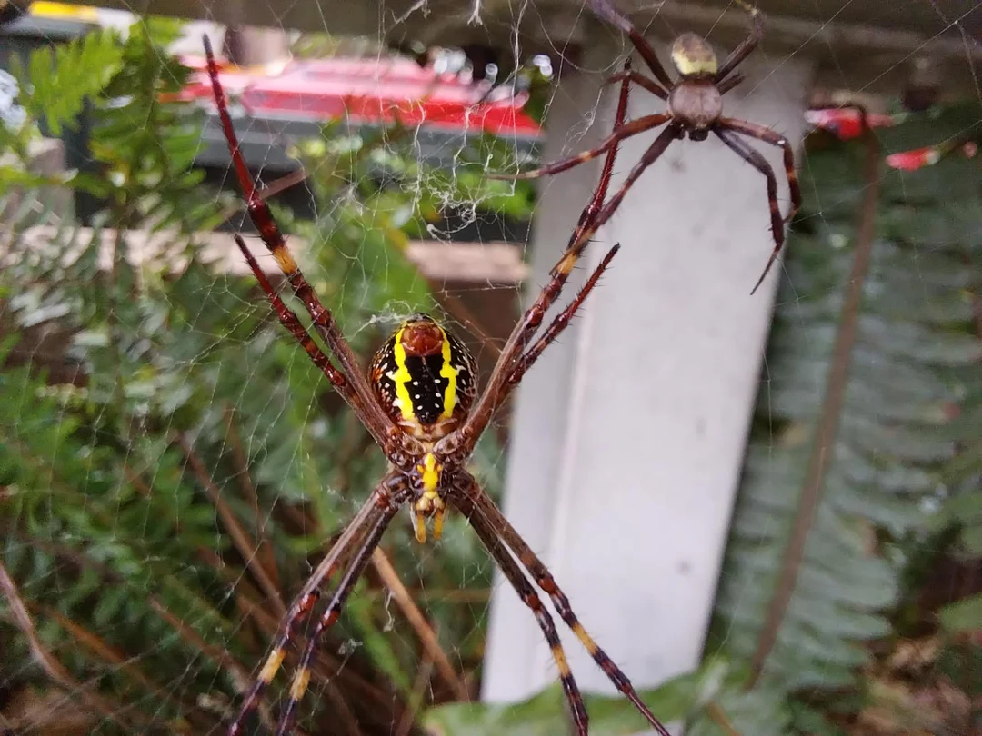 Identify these spiders? | Scrolller