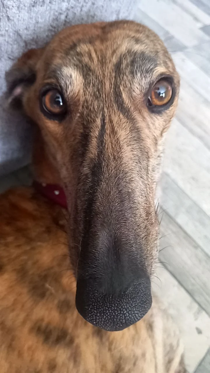 Witch and her long snoot | Scrolller