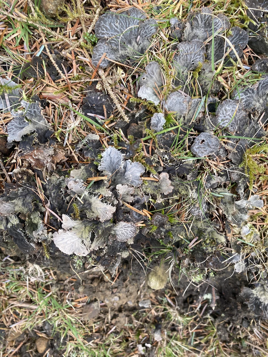 Anyone know if these are actually a fungi or some sort of lichen? Any help appreciated! | Scrolller