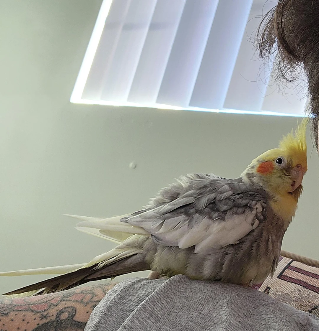 Maximum poofage. I love when he gets this way. The breath smell is concentrated! | Scrolller