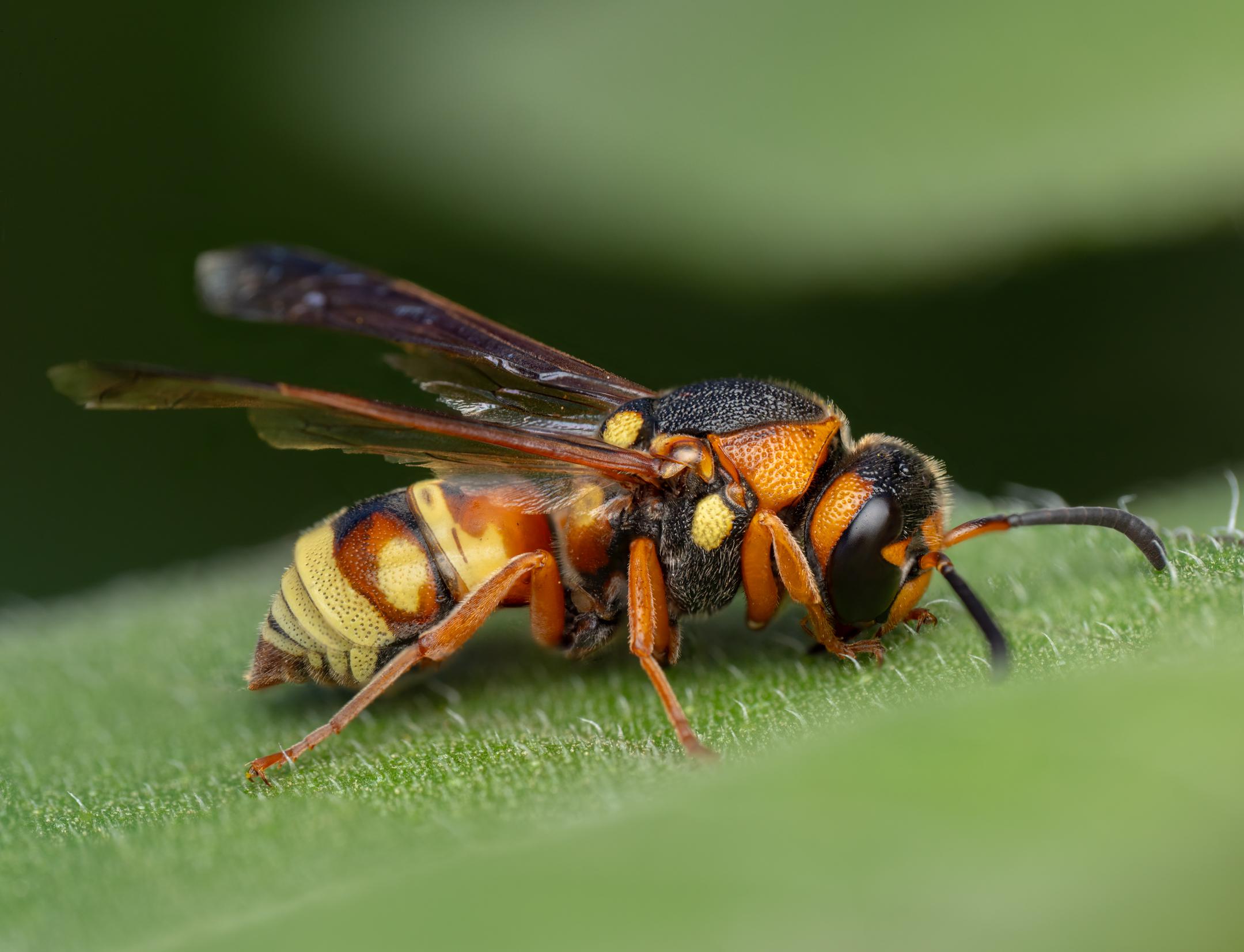 Potter Wasp | Scrolller