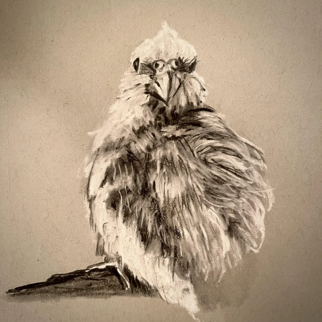 “Wet chicken”-charcoal on paper (unfinished) | Scrolller