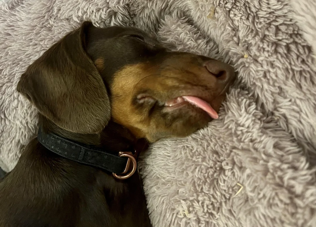 Sleepy Derp | Scrolller