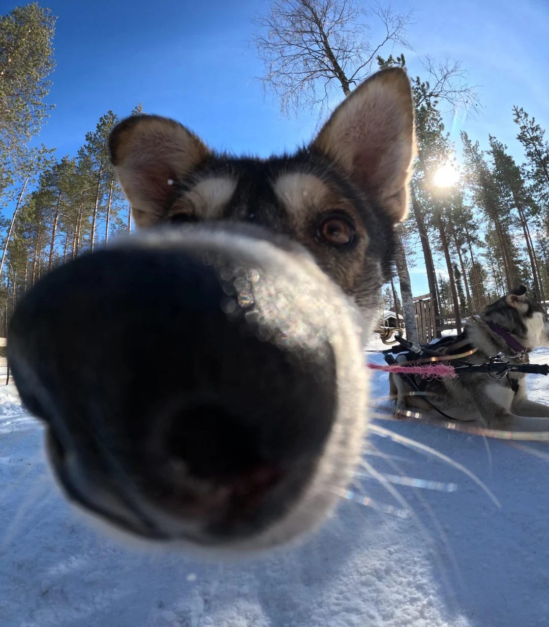 Sniff sniff | Scrolller