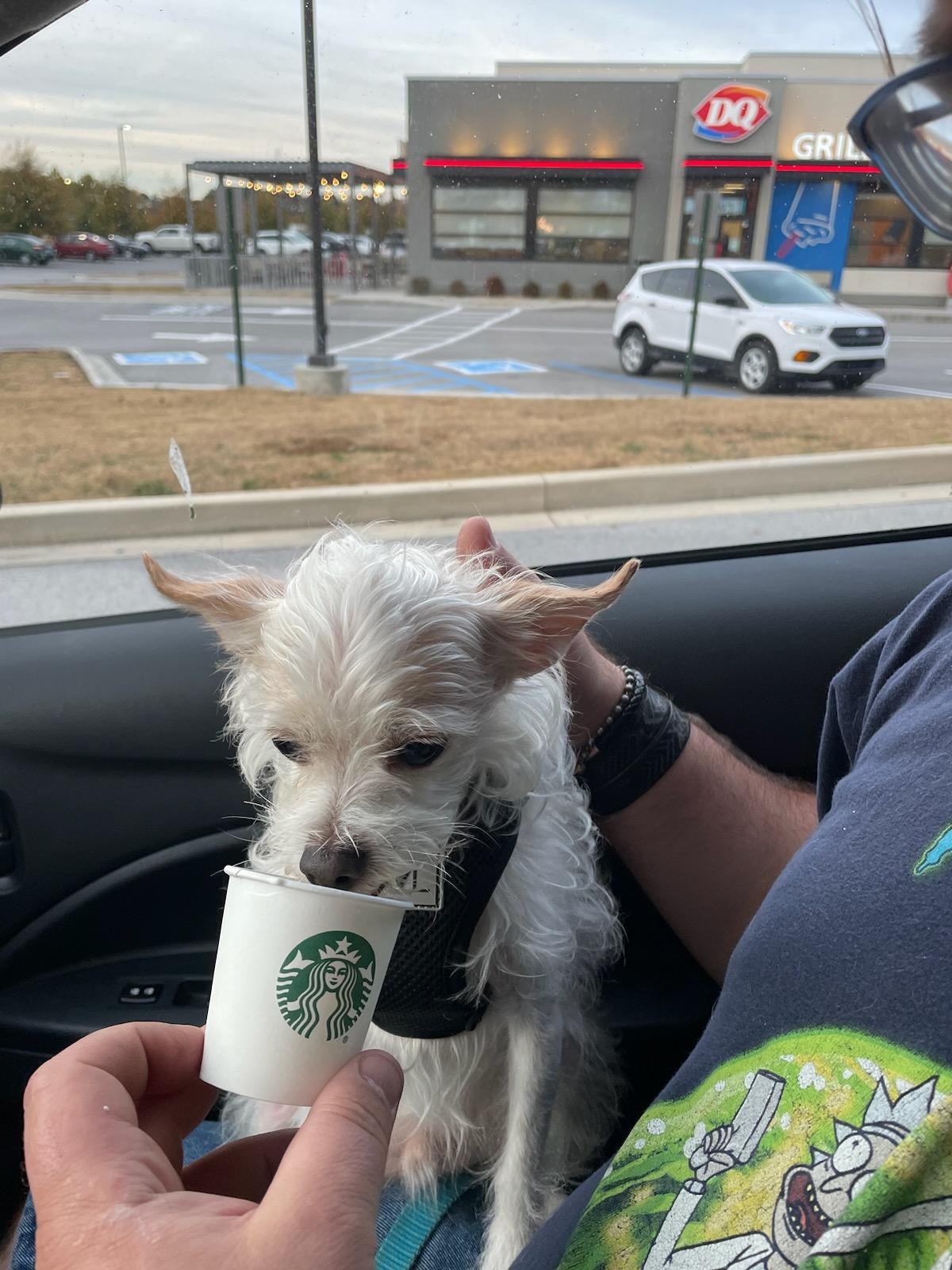 Sir Tiny Tim, destroyer of pup cups | Scrolller