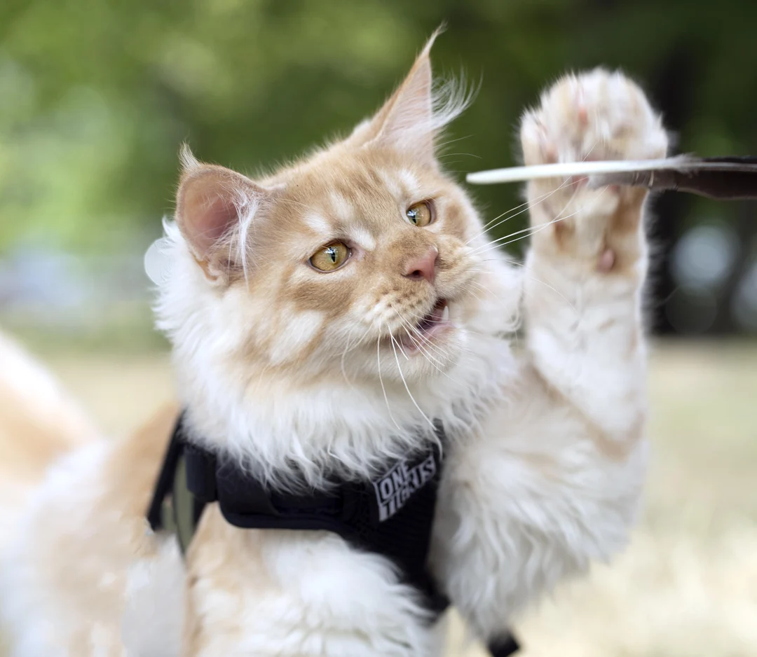 Berry in action | Scrolller