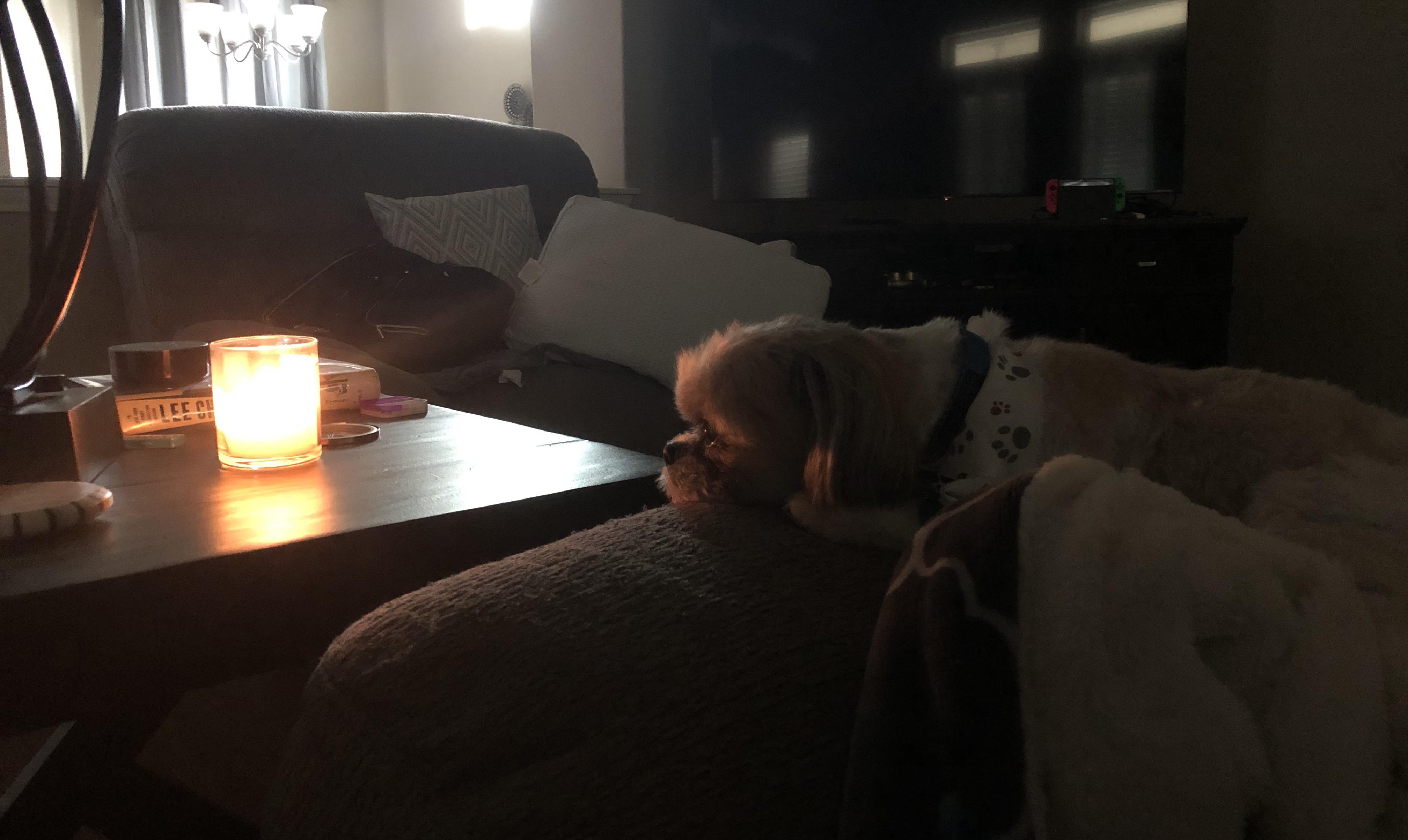My Jax is mesmerized by the candle | Scrolller