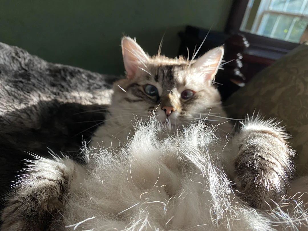 Discover more like Floof: Belly rubs and Related Content | Scrolller